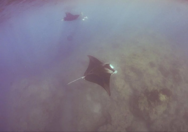 Majestic Manta Rays